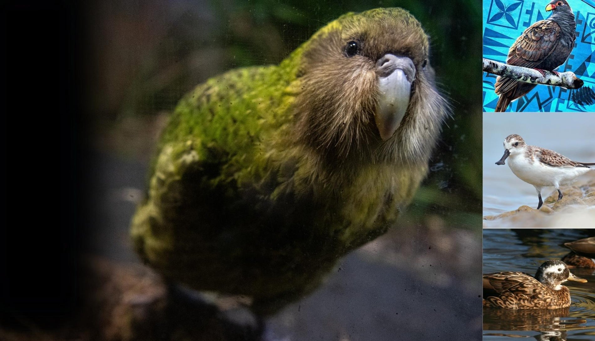 Metalbird: Bird Silhouettes That Come to Life – Metalbird New Zealand