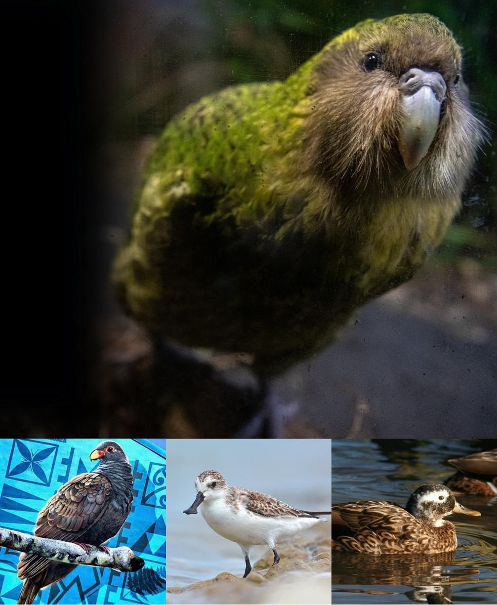 Metalbird: Bird Silhouettes That Come to Life – Metalbird New Zealand