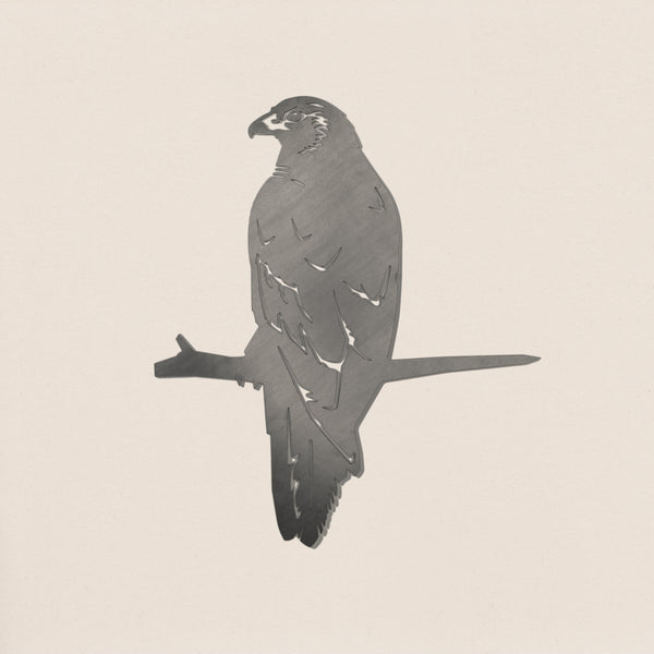 Kāhu – Metalbird New Zealand